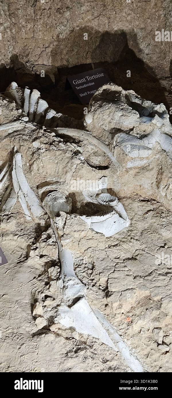 Juvenile mammoth fossil preserved in excavation shelter, Waco, Texas ...