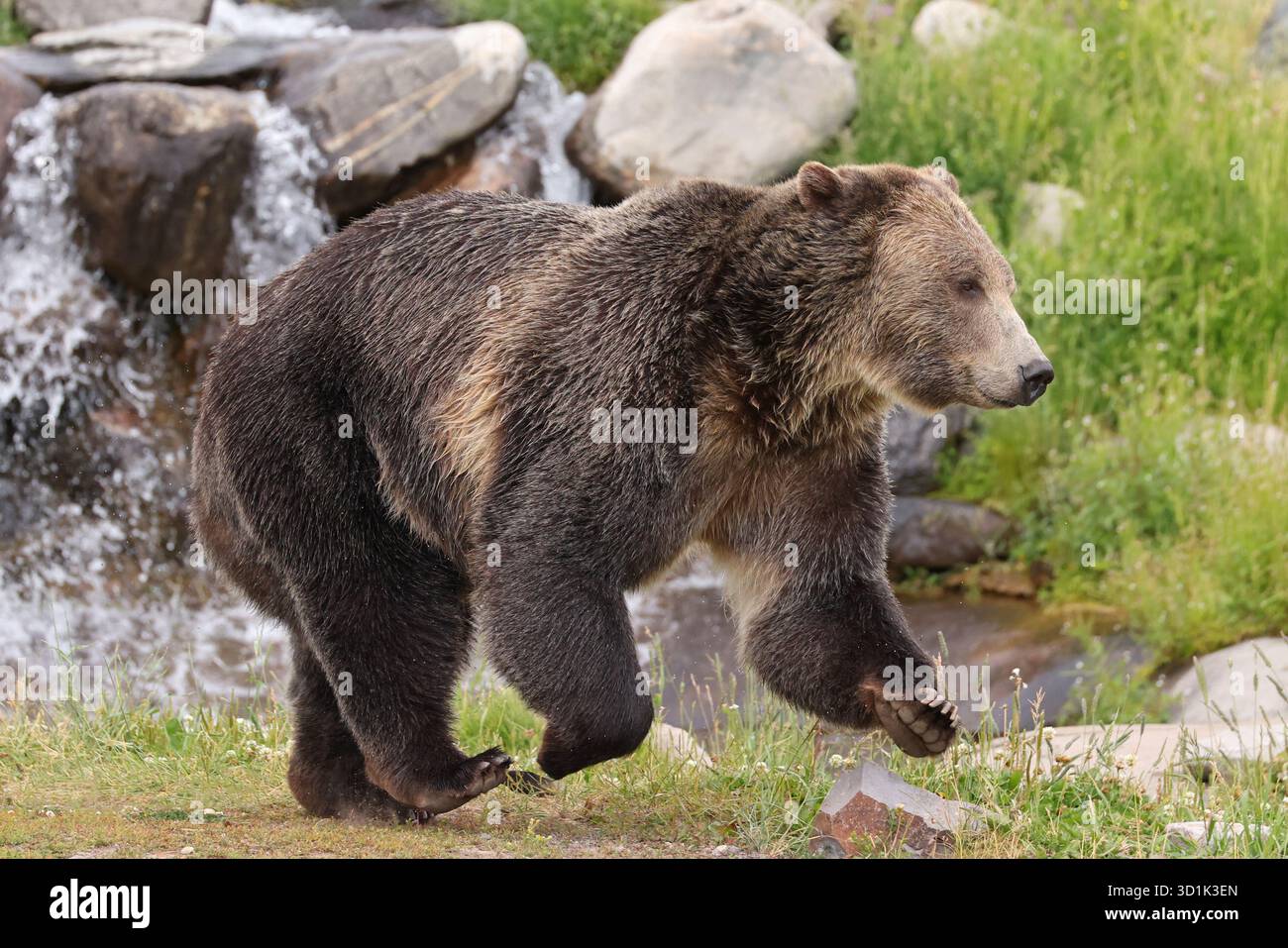 Grizzly bear running in Yellowstone National Park, USA Stock Photo - Alamy