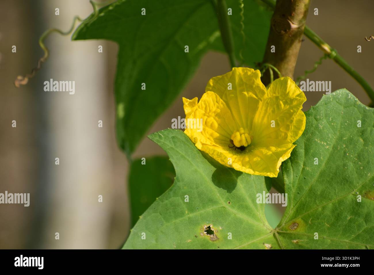 Dishrag gourd blossom hi-res stock photography and images - Alamy