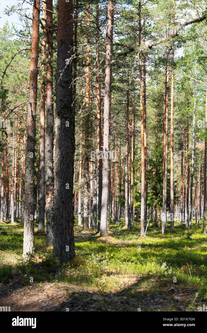 Experience the tranquility of a Finnish forest. This image highlights ...