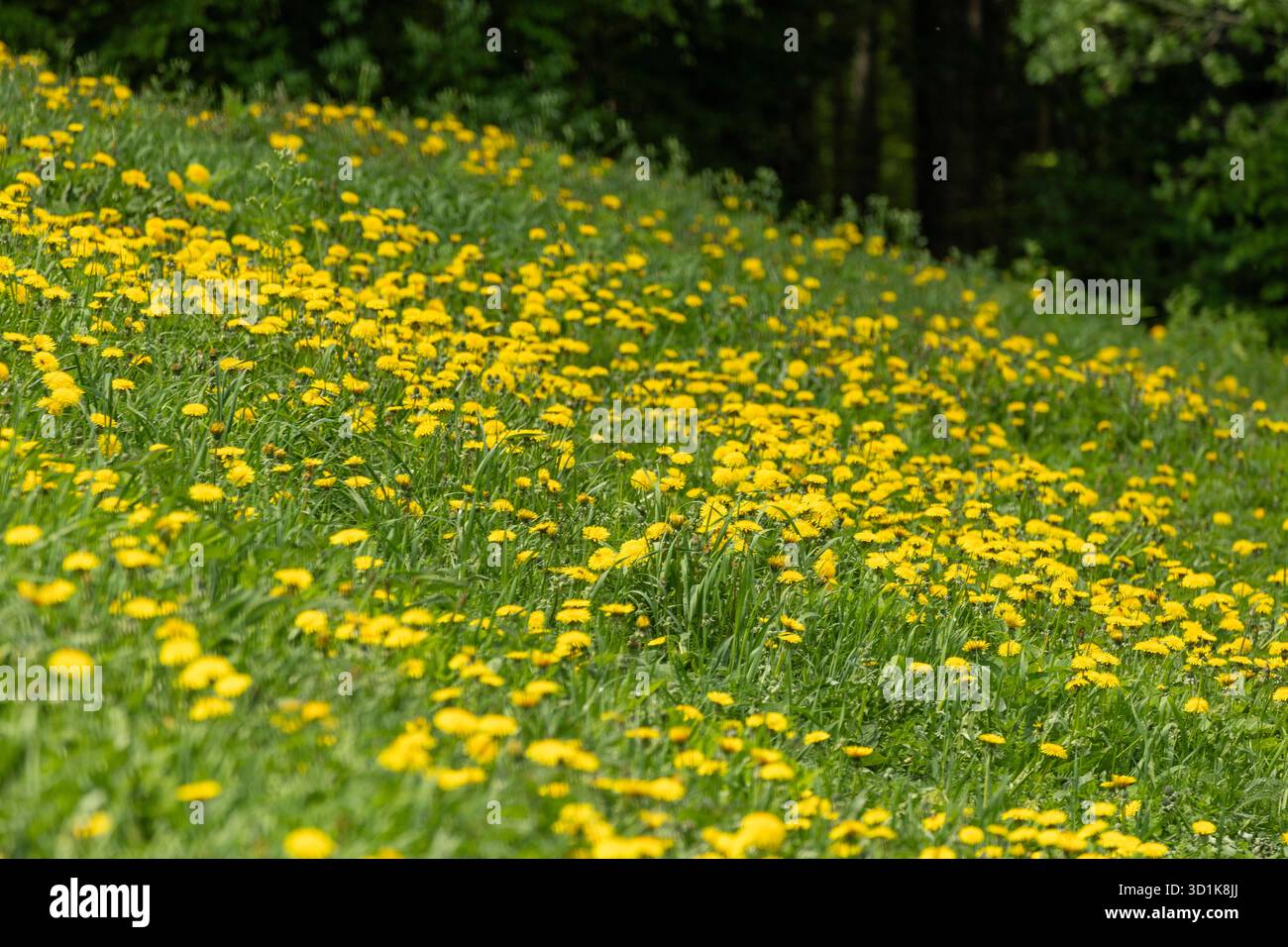 Yellow flowers dandelions hill under blue cloudy sky with sun Stock ...