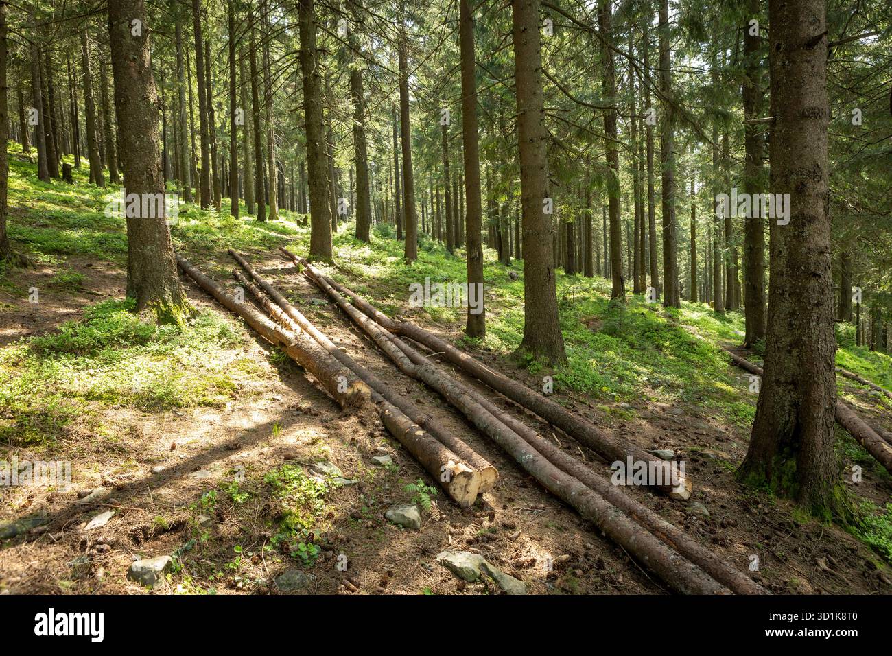 Stack of freshly cut trees in a forest. Beautiful morning mystic forest ...