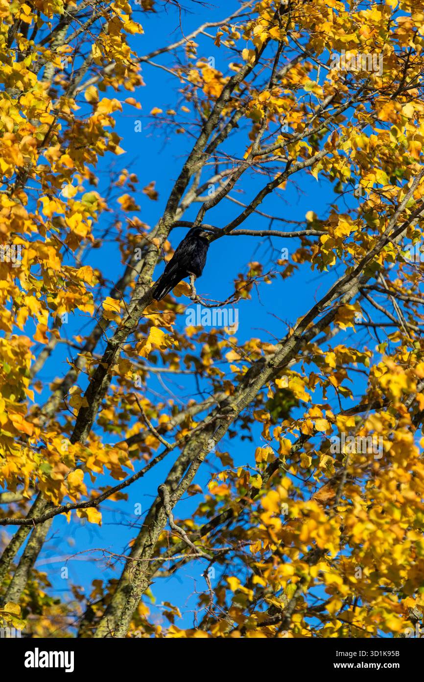 Signs of Autumn, Rooks gather in the summer nesting tree which is now a ...