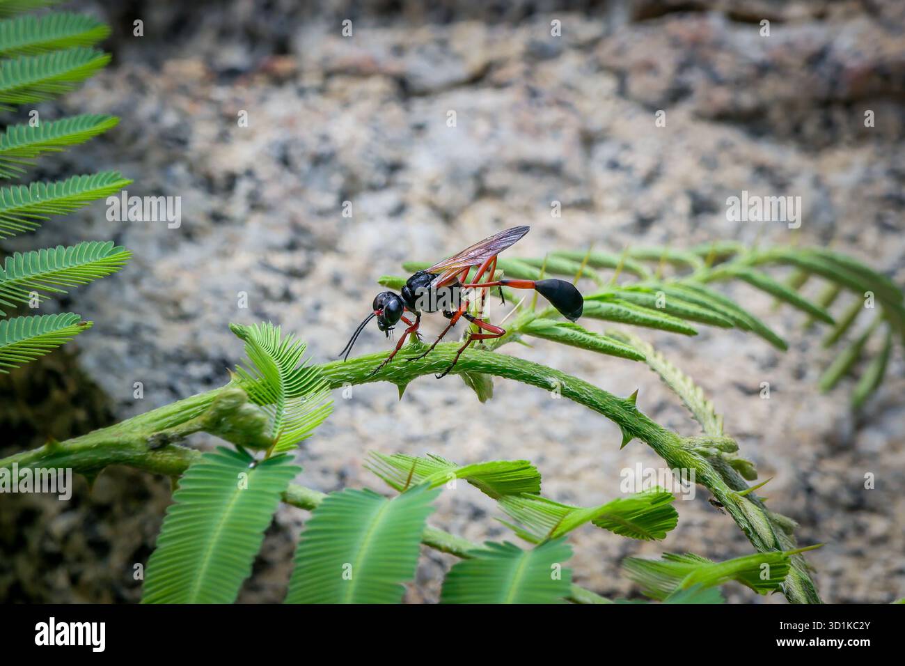 Close-up Sceliphron Spirifex fights large insects in the natural ...