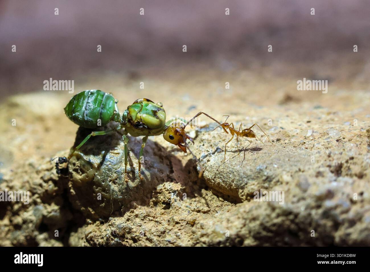 selective Weaver ants, Green ants Oecophylla smaragdina, queen ants on ...