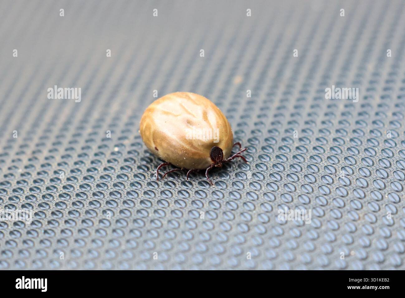 Close-up tick, a big fat with a scared face. Sucks a dog's belly full ...