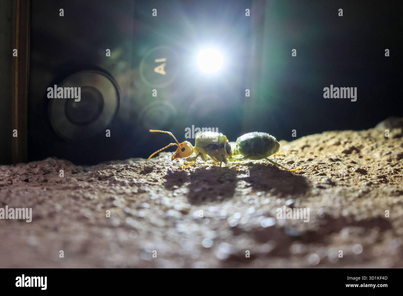 selective Weaver ants, Green ants Oecophylla smaragdina, queen ants on ...