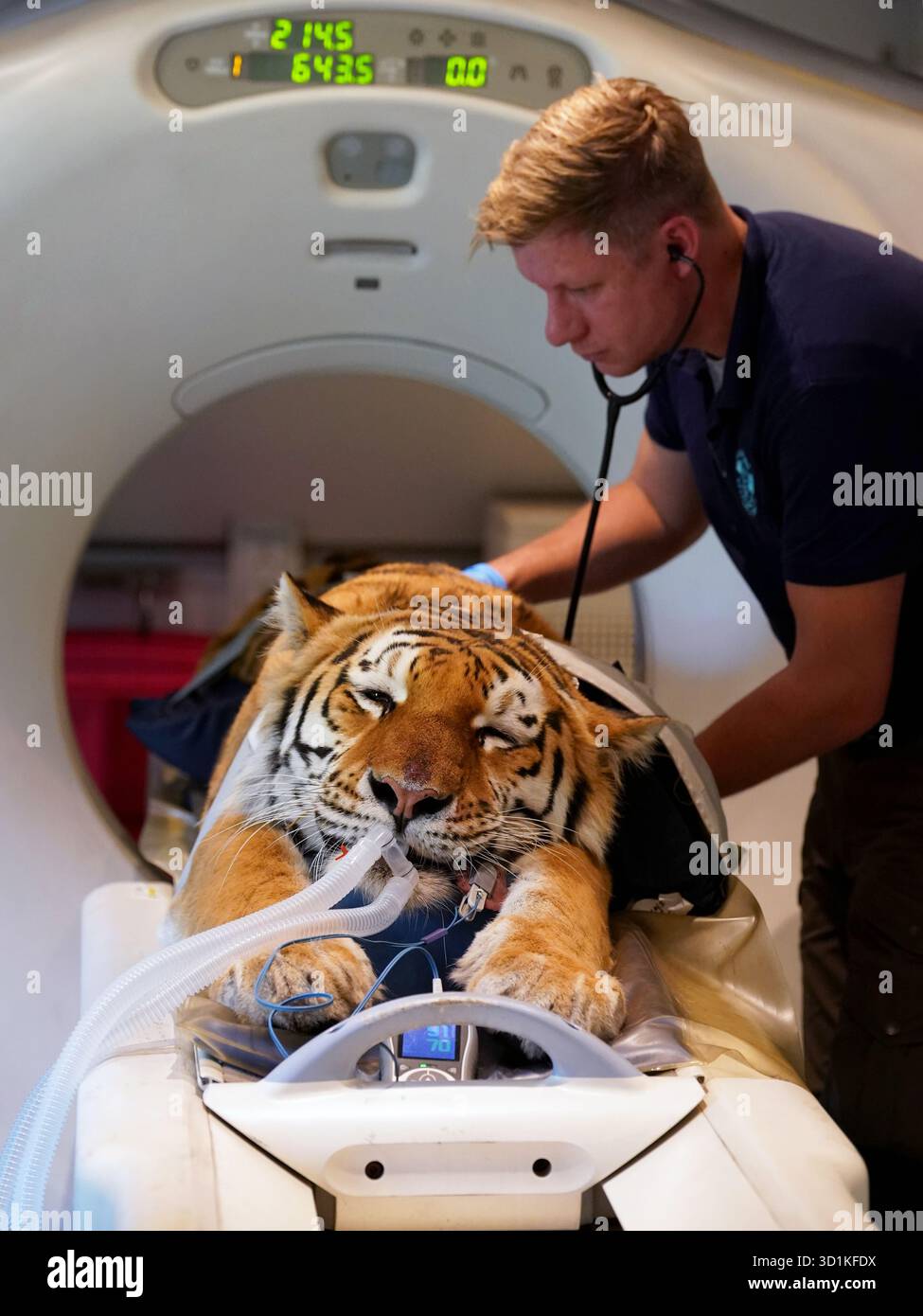 Luca, an Amur Tiger, being prepared for a CT scan to investigate ...