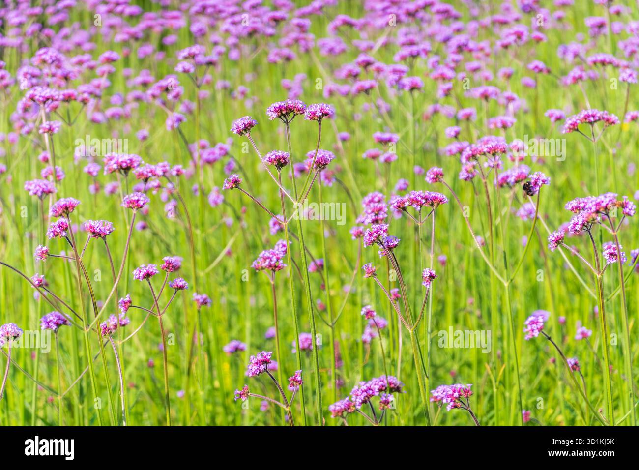 Verbena bonariensis flowers, Argentinian Vervain or Purpletop Vervain ...