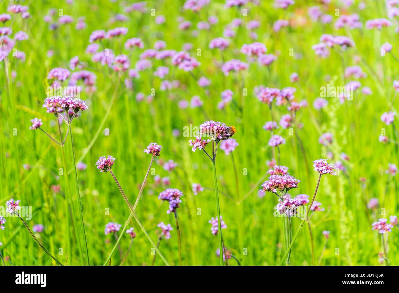Verbena bonariensis flowers, Argentinian Vervain or Purpletop Vervain ...