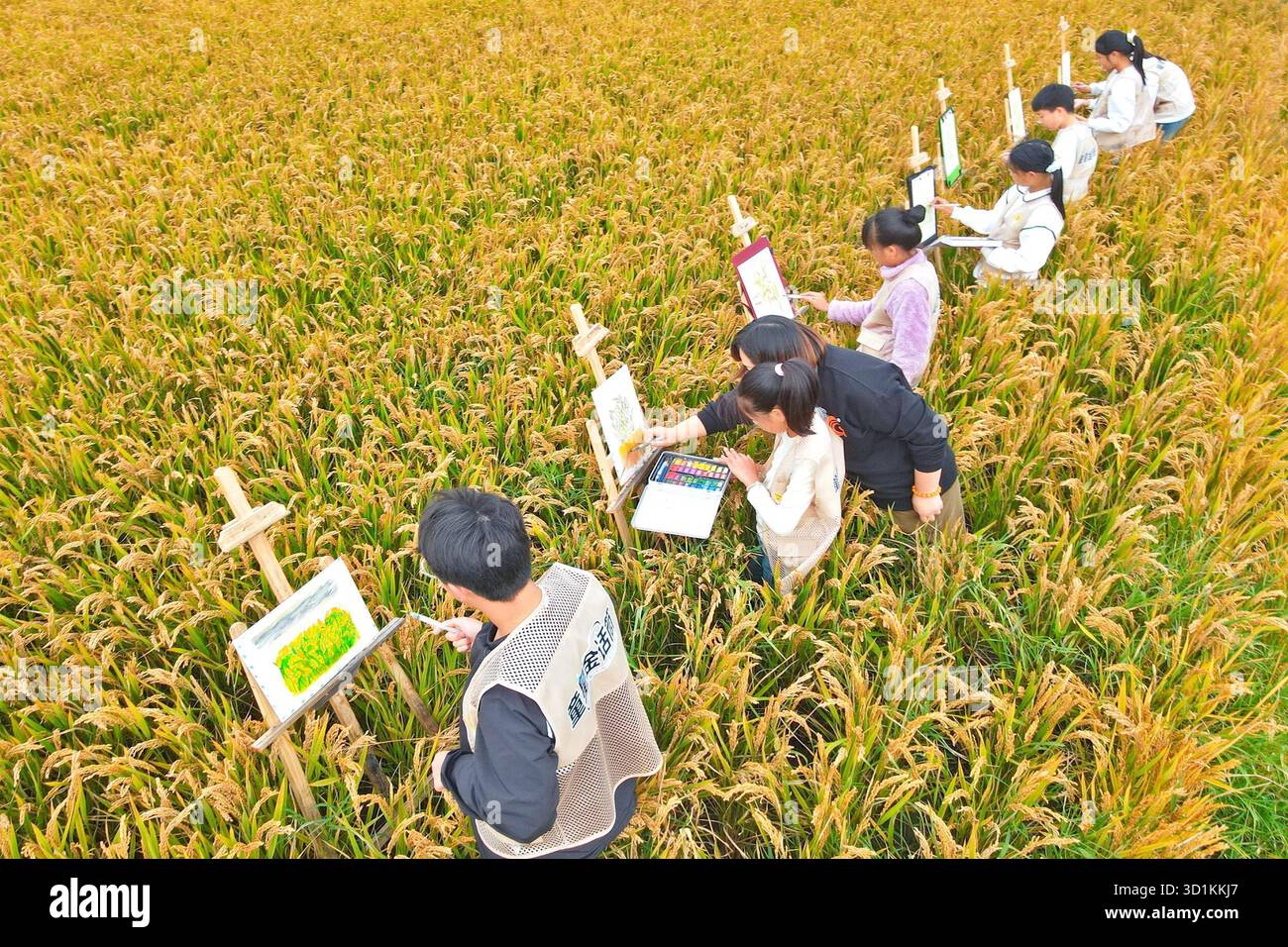 Children draw pictures of the harvest scene in the rice field in Rugao ...
