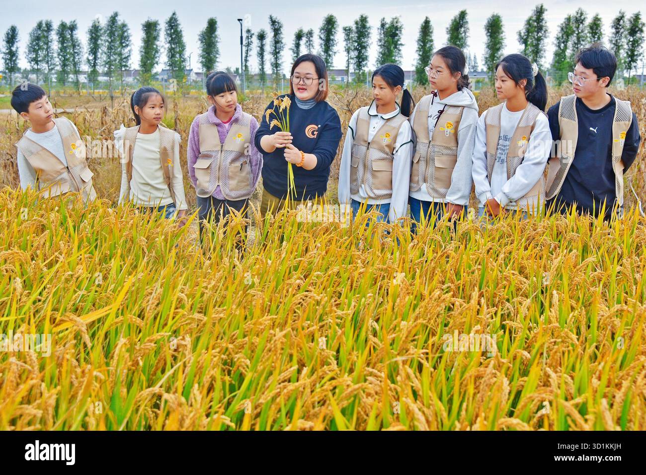 Children draw pictures of the harvest scene in the rice field in Rugao ...