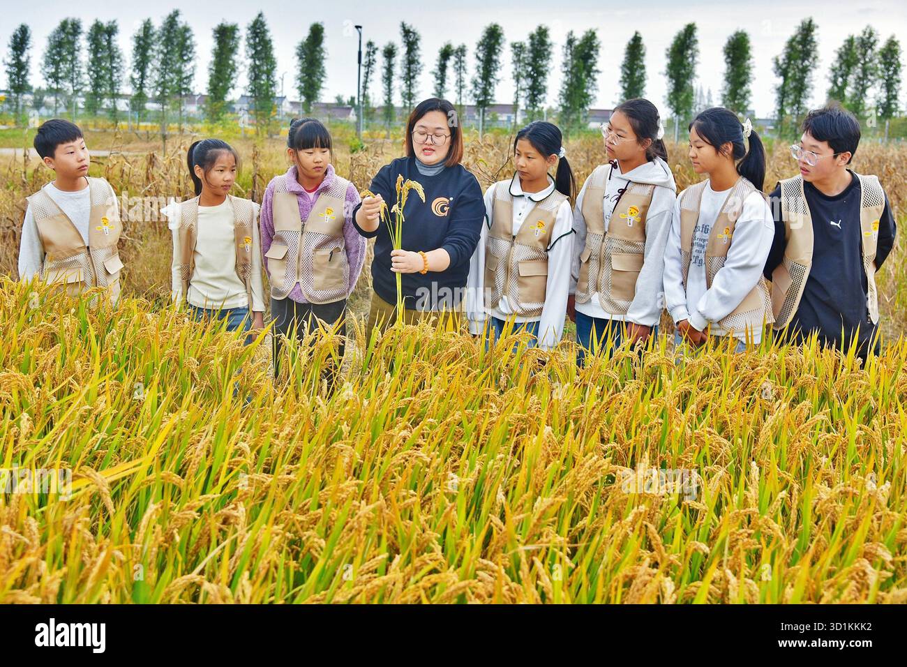 Children draw pictures of the harvest scene in the rice field in Rugao ...