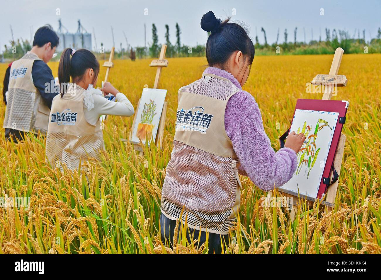 Children draw pictures of the harvest scene in the rice field in Rugao ...