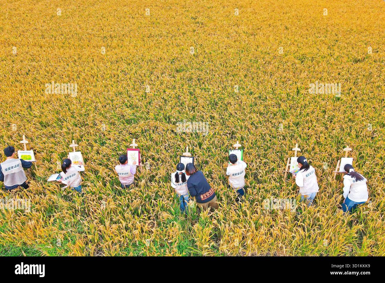 Children draw pictures of the harvest scene in the rice field in Rugao ...