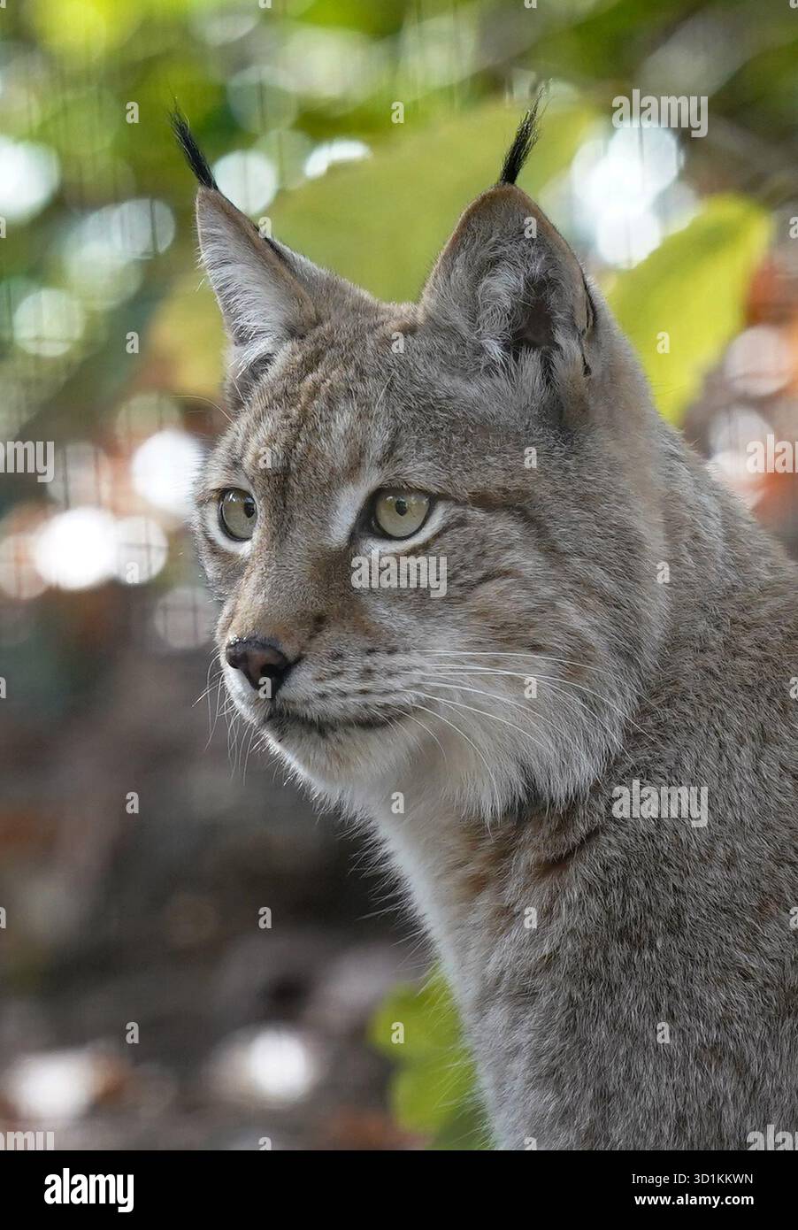 EMBARGOED TO 0001 THURSDAY OCTOBER 30 Flossie, an Eurasian Lynx ...