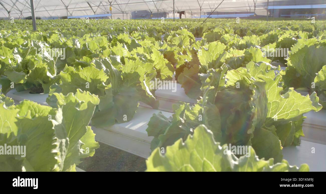 Growing lettuce heads in hydroponic troughs inside greenhouse with ...