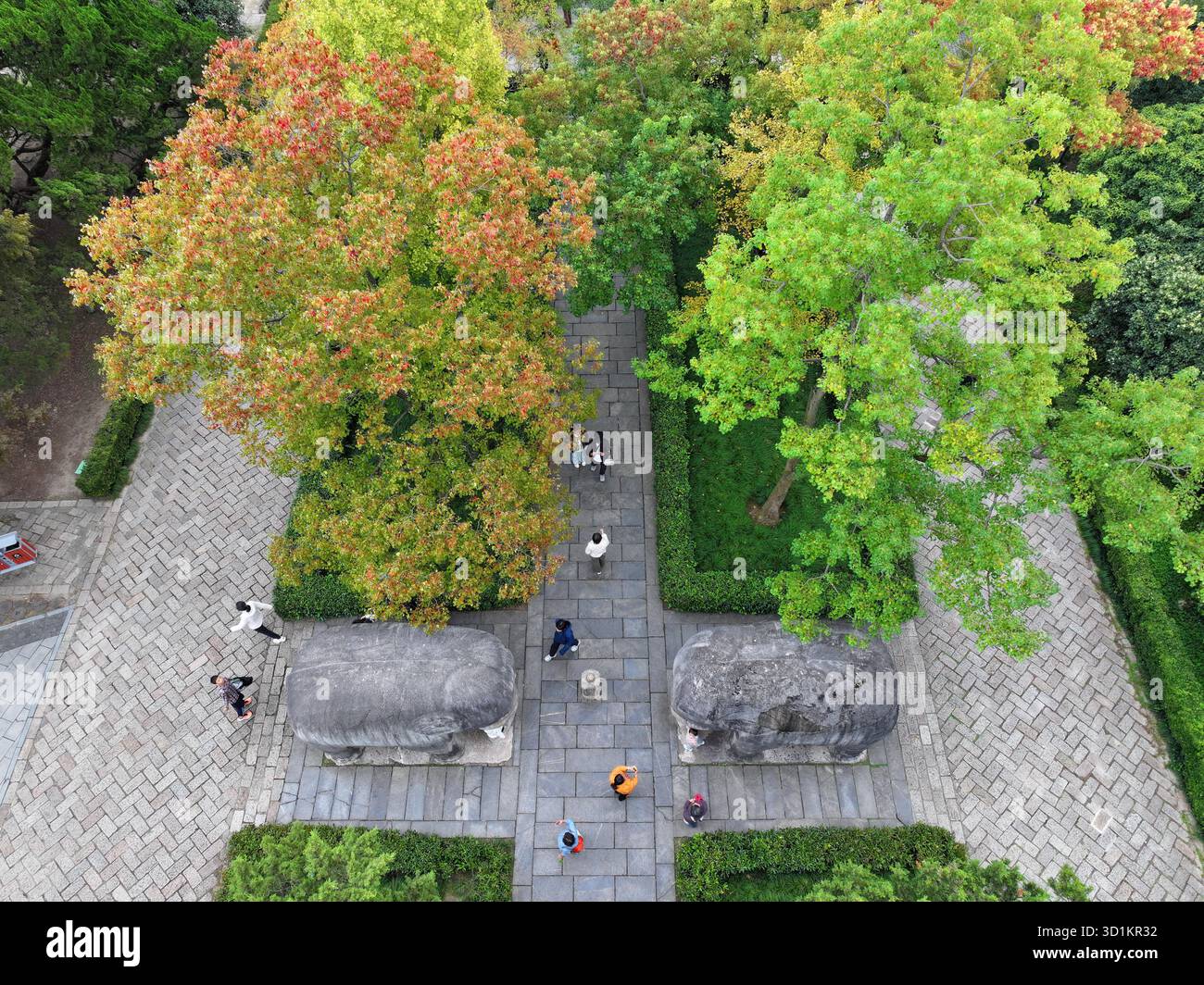 People admire autumn scenery on Shixiang Road in Nanjing City, east ...