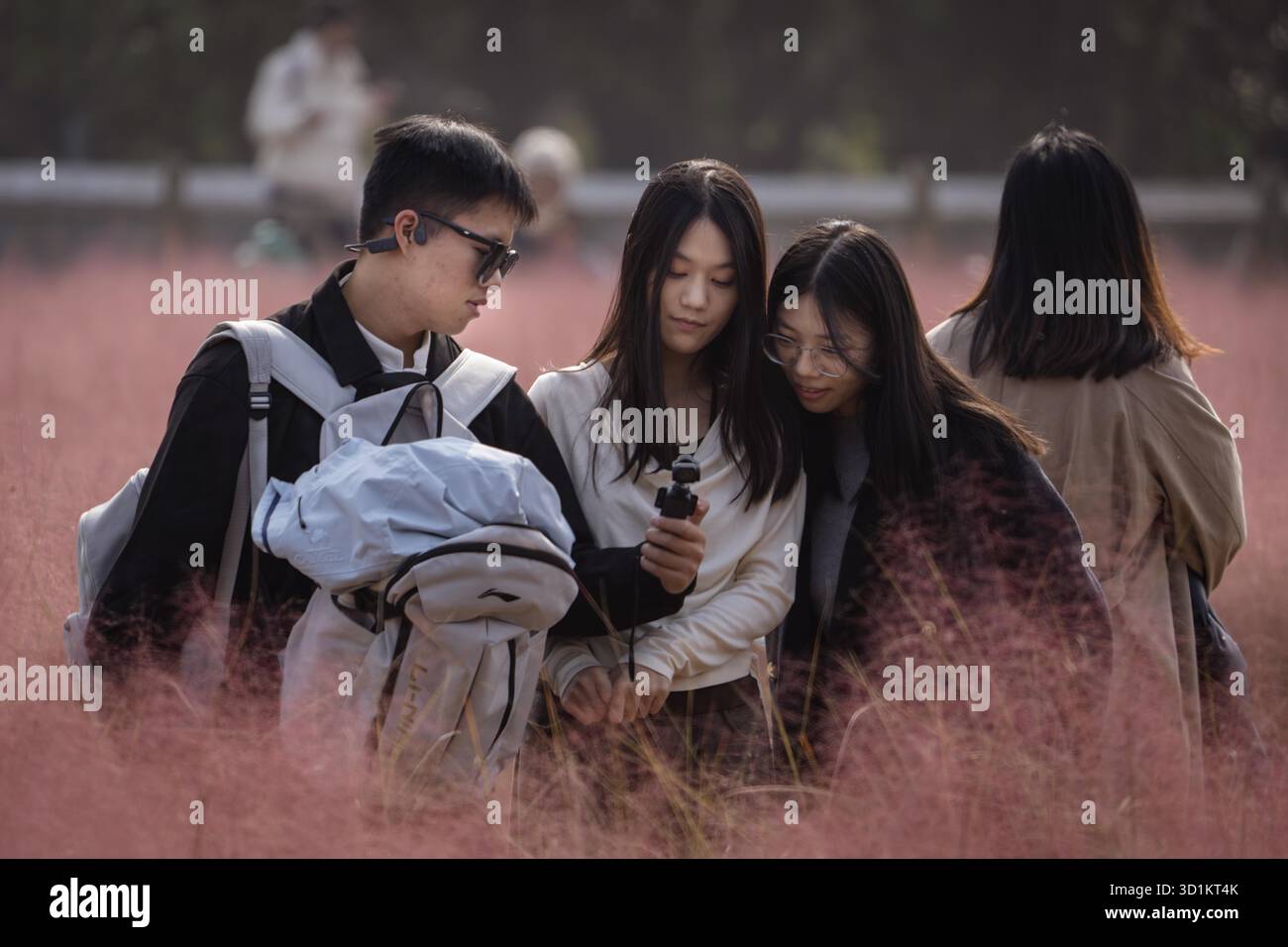 Tourists take photos at a sea of pink muhly grass in Beijing, China, 25 ...