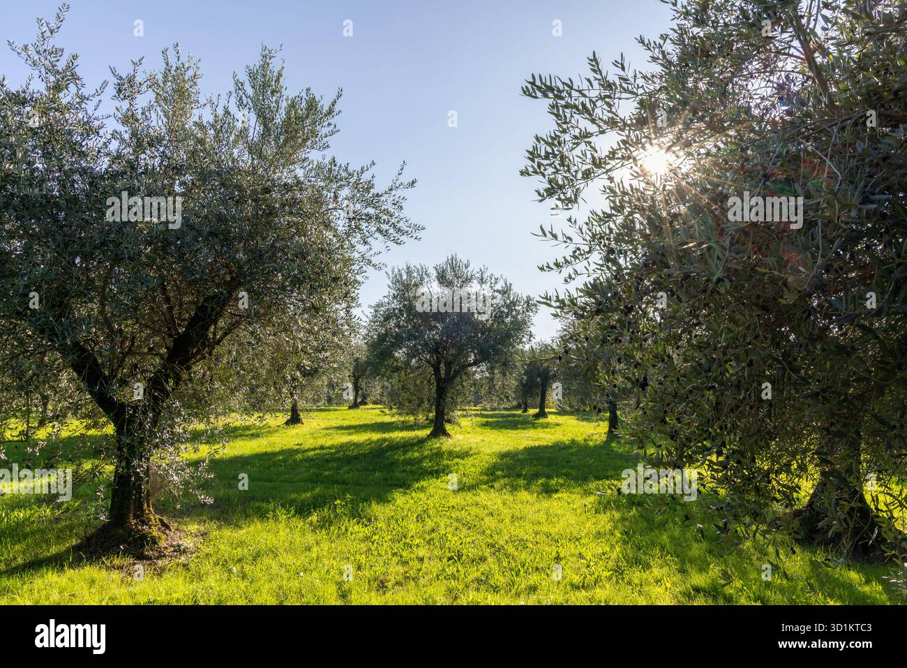 Sunlit Mediterranean orchard filled with olive trees, their silver ...