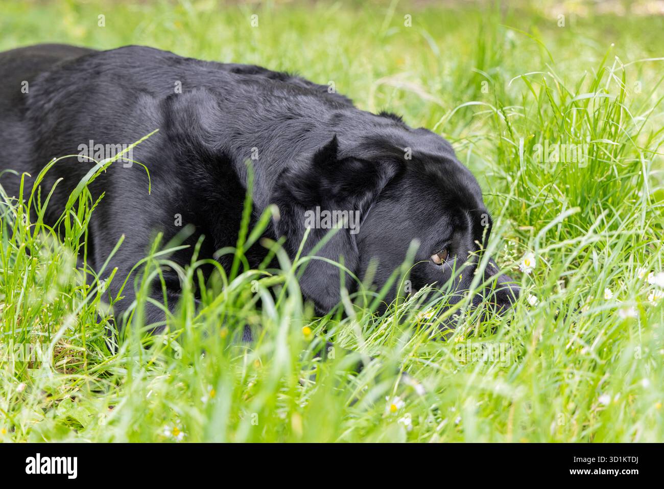 Black labrador lying low in tall grass, watching through green blades ...