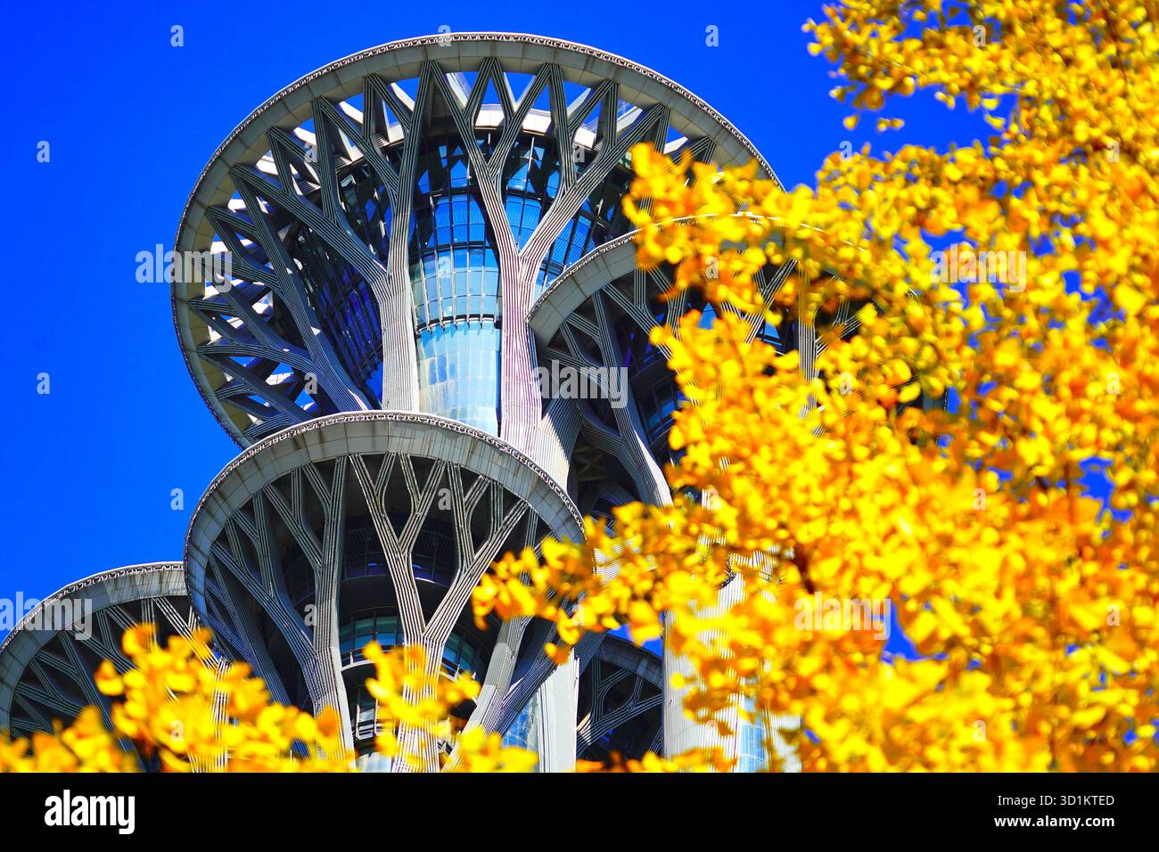 Golden ginkgo trees at Beijing Olympic Park, Beijing, China, 26 October ...