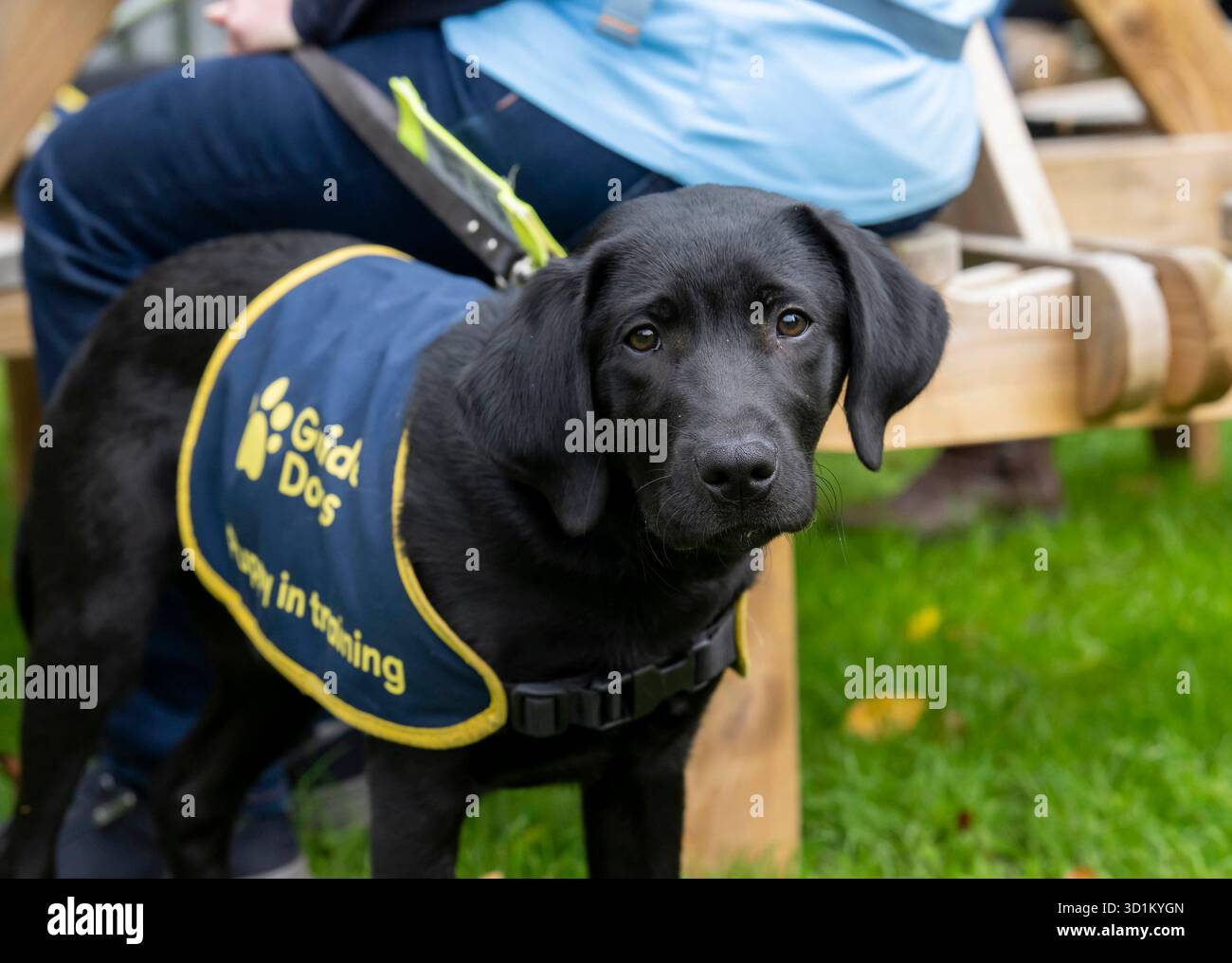 EDITORIAL USE ONLY Tess, aged 18 weeks, at the launch of the new 'Puppy ...