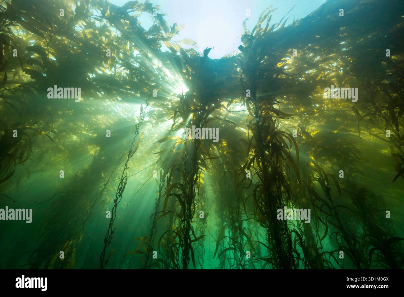 Air bladders lift strands of giant kelp, Macrocystis pyrifera, toward ...