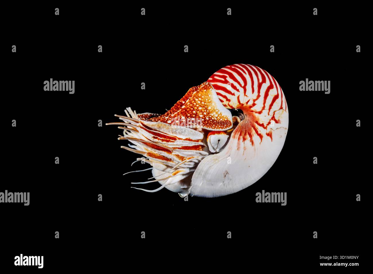 An underwater photograph of a chambered nautilus, Nautilus pompilius, a ...