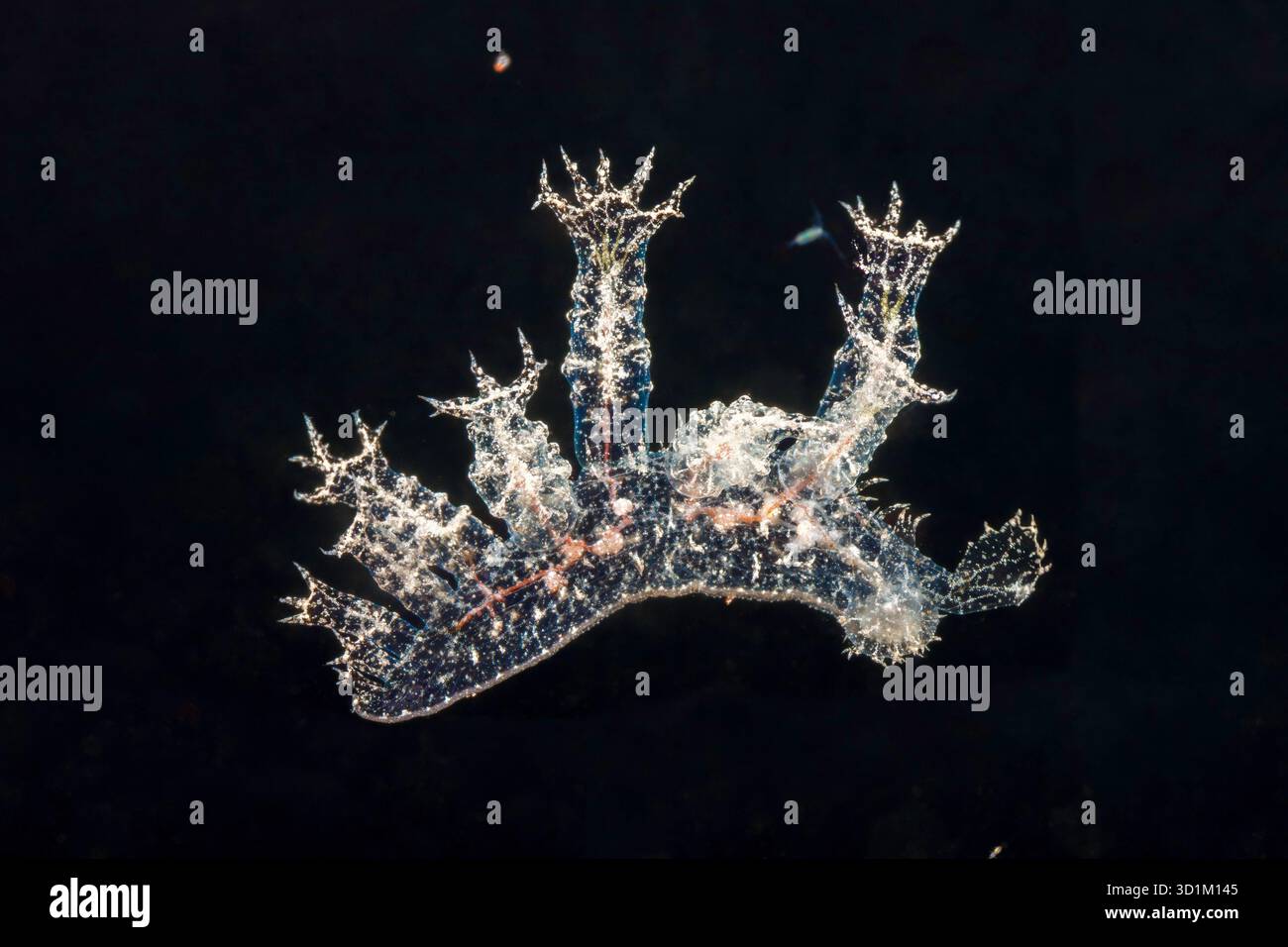 The delicate, Melibe engeli, a translucent opisthobranch sea slug ...