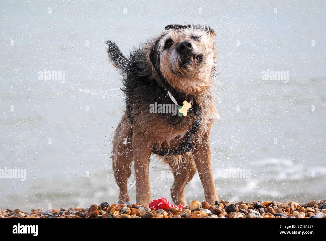 Scruffy mixed breed dog shaking off water on pebble beach Stock Photo ...
