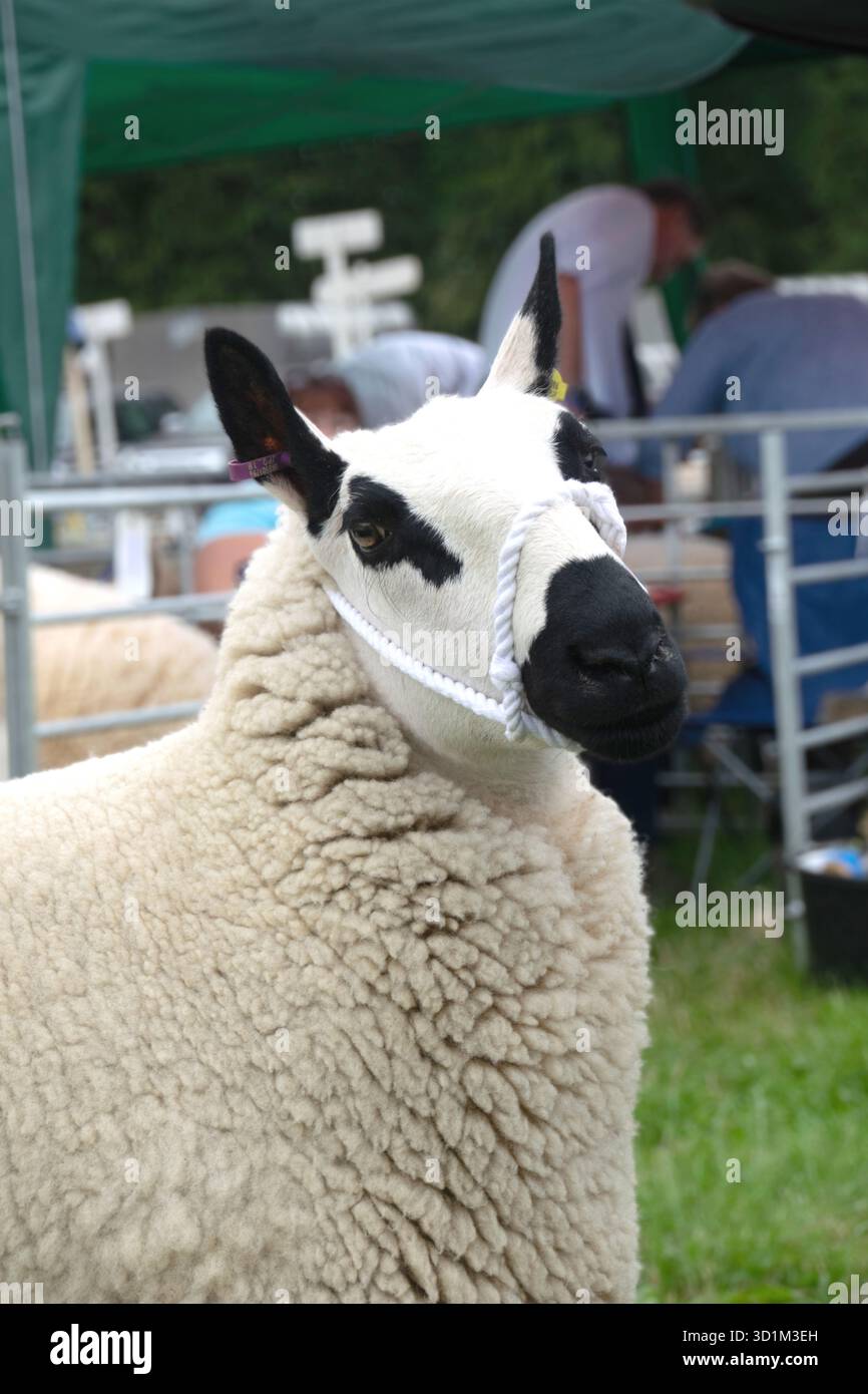 Kerry Hill sheep at livestock agricultural show Stock Photo - Alamy