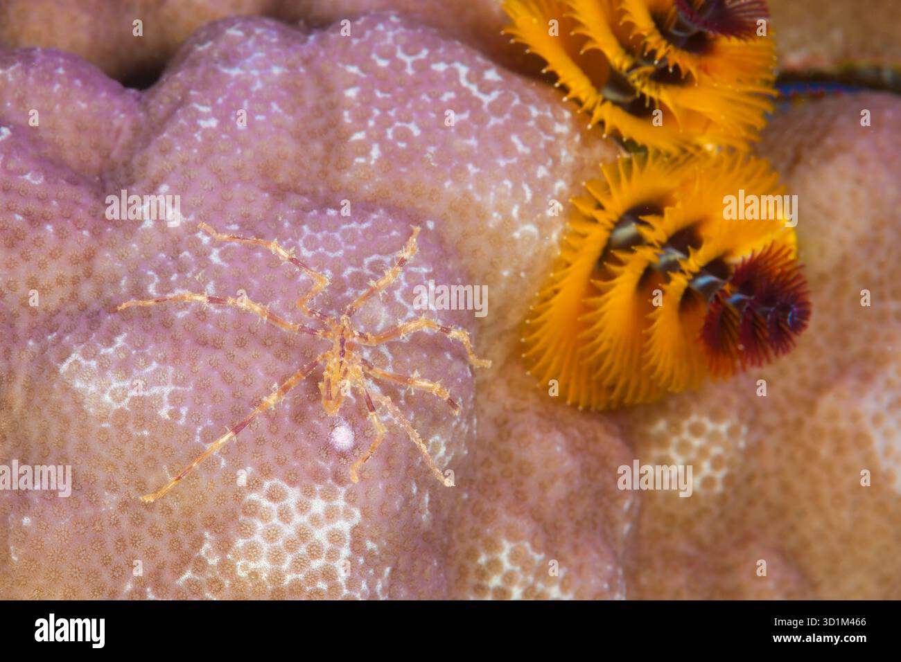 A colorful pycnogonid, commonly known as a sea spider, on a coral reef ...