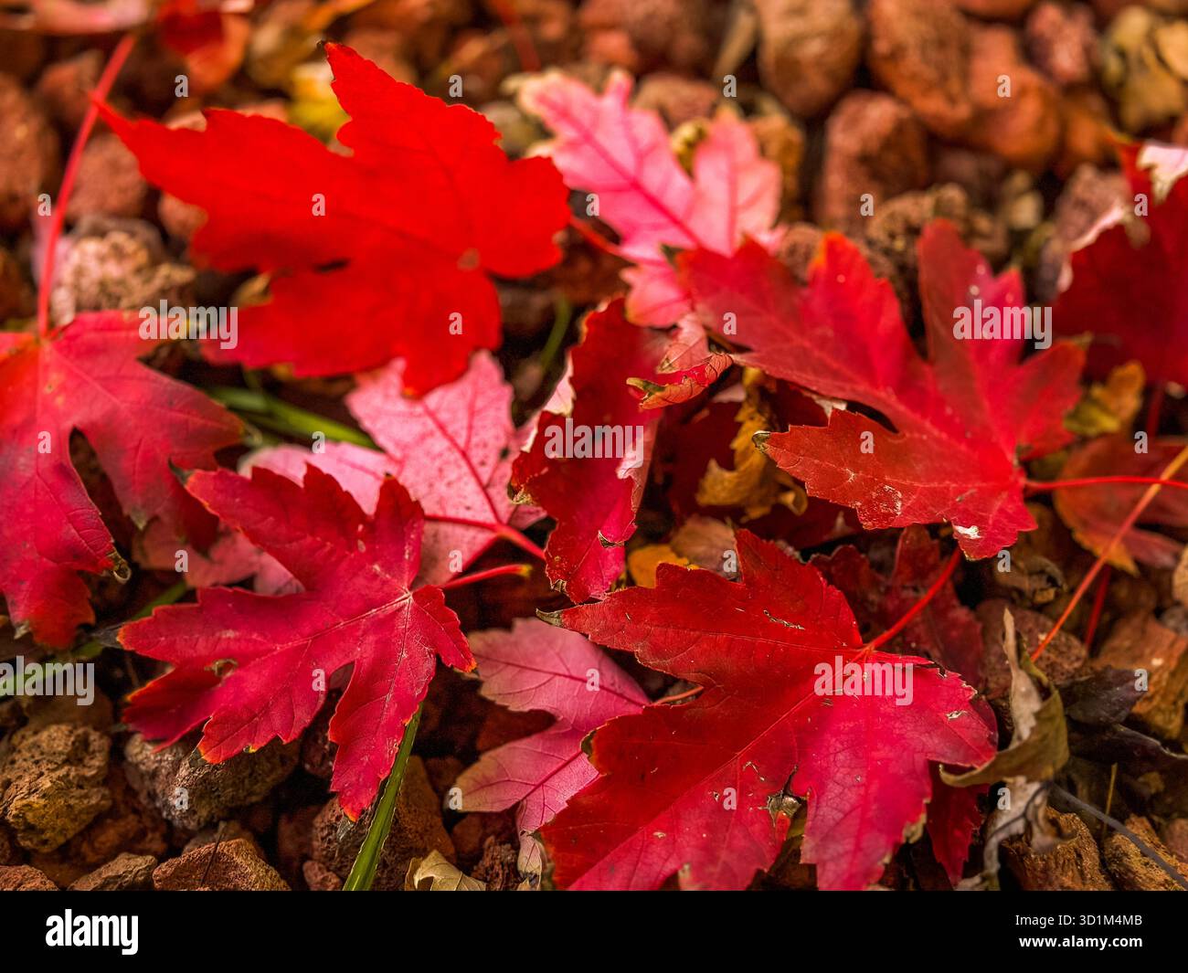Autumn scenery at the Canal Culture Square in Beijing, China, 26 ...