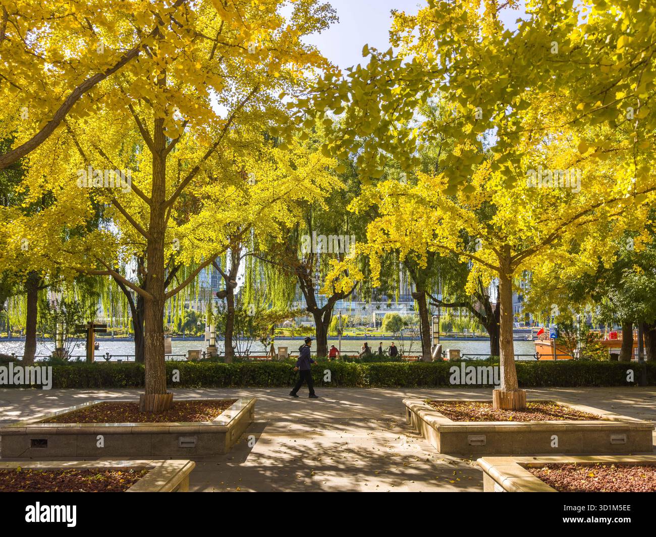 Autumn scenery at the Canal Culture Square in Beijing, China, 26 ...