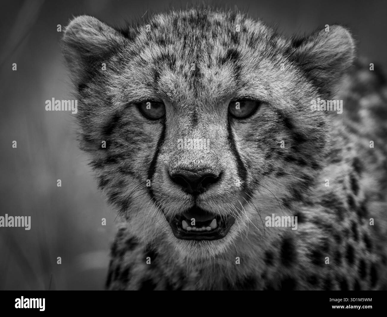 Africa amazing Black and White Stock Photos & Images - Alamy