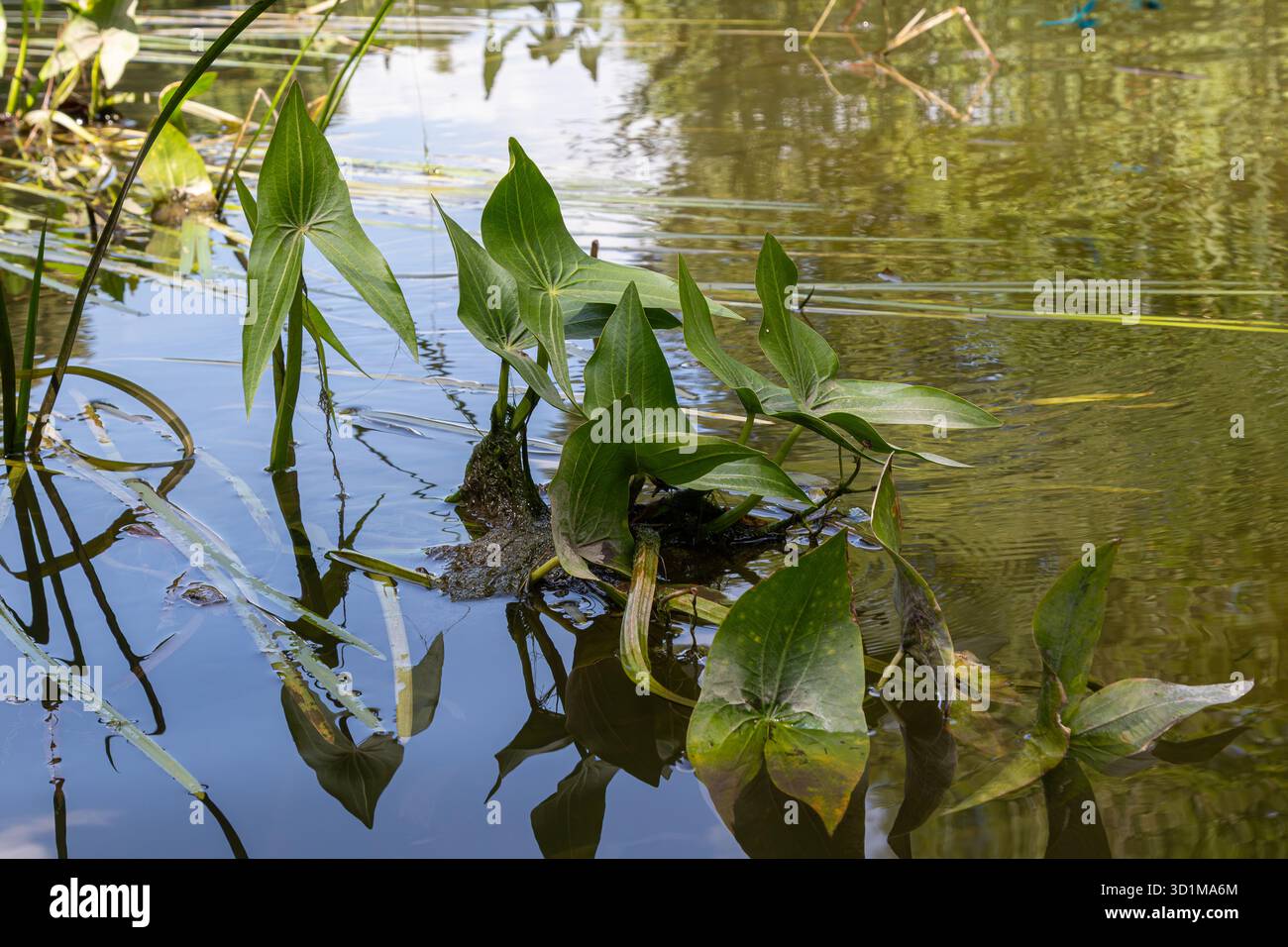 Common arrowhead plants thrive in shallow waters their broad leaves ...