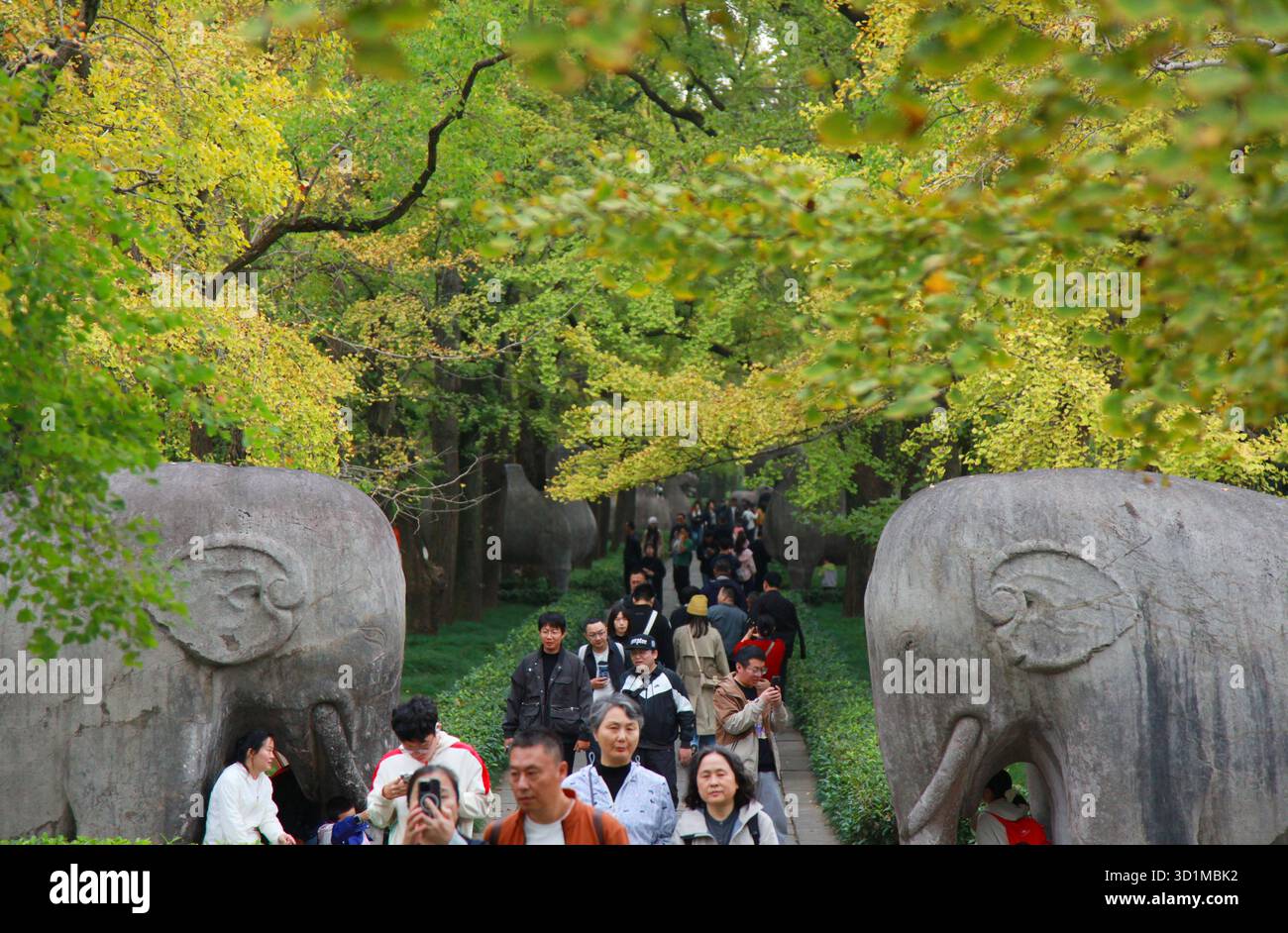 People admire autumn scenery on Shixiang Road in Nanjing City, east ...