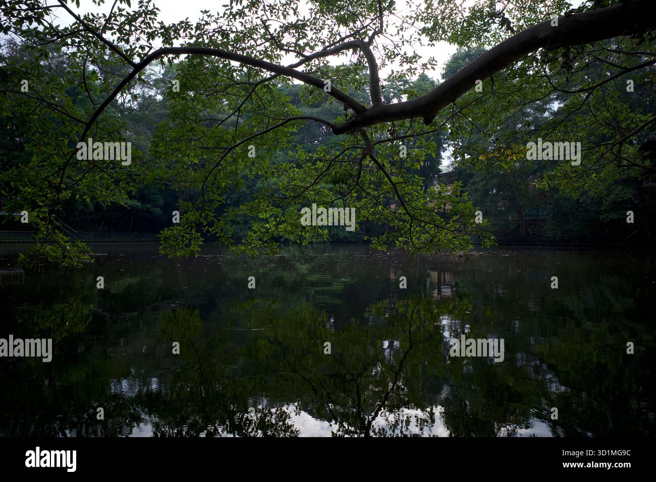 Close up of Ficus nota tree, a type of fig tree above the surface of ...