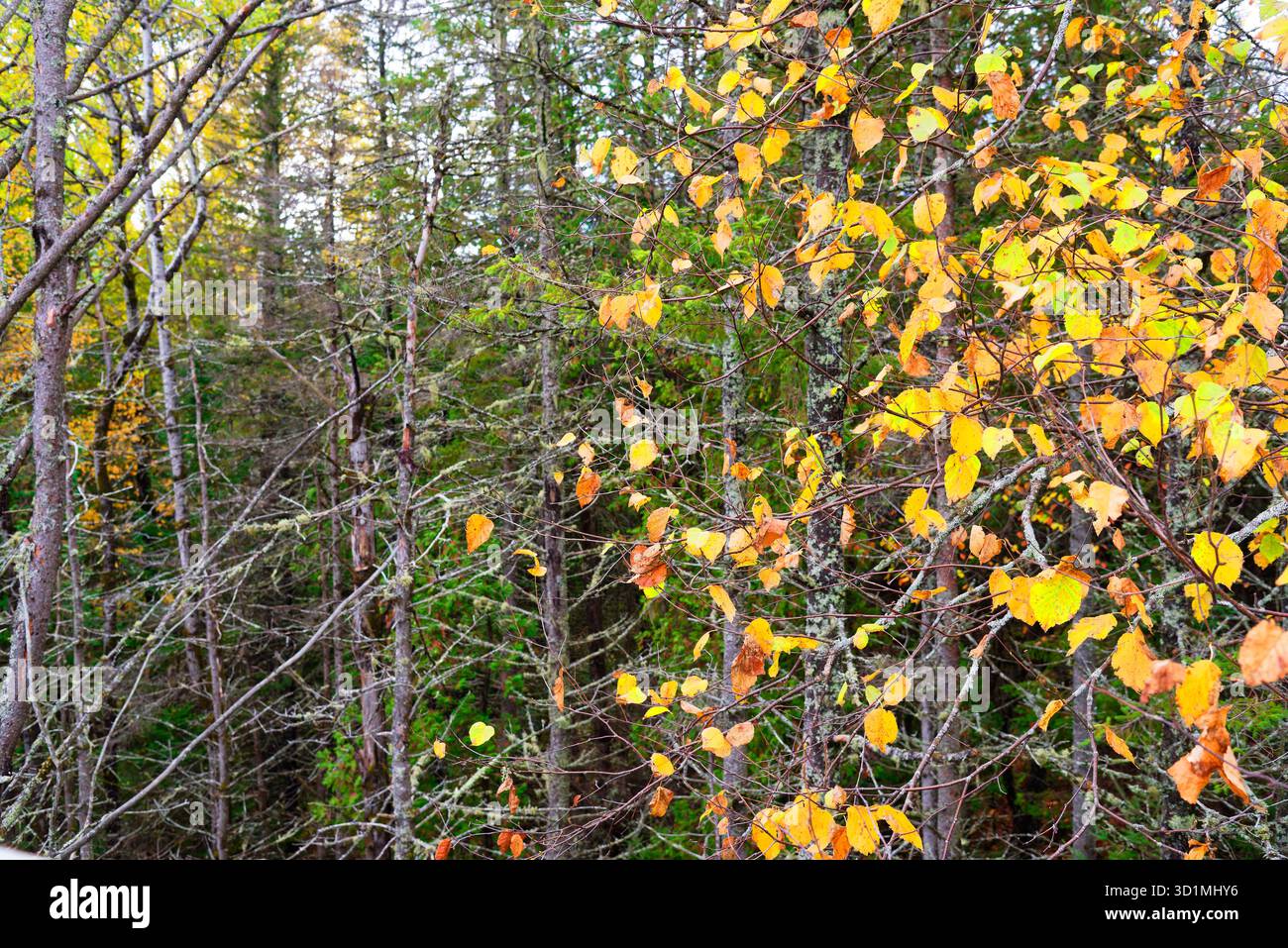 Les forêts du Québec en automne : un tableau de couleurs vivantes ...