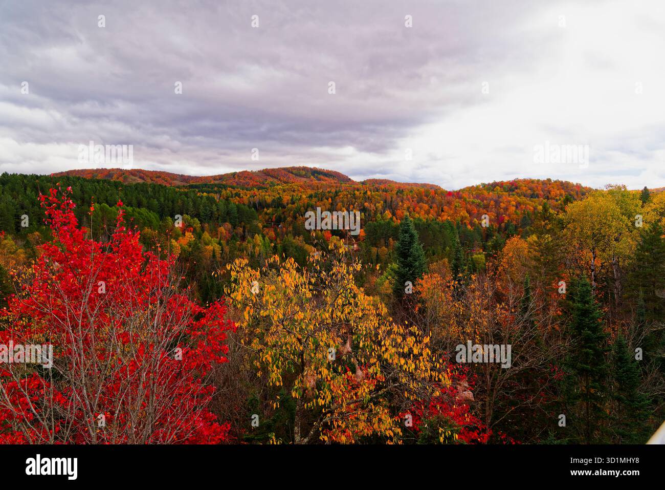 Les forêts du Québec en automne : un tableau de couleurs vivantes ...