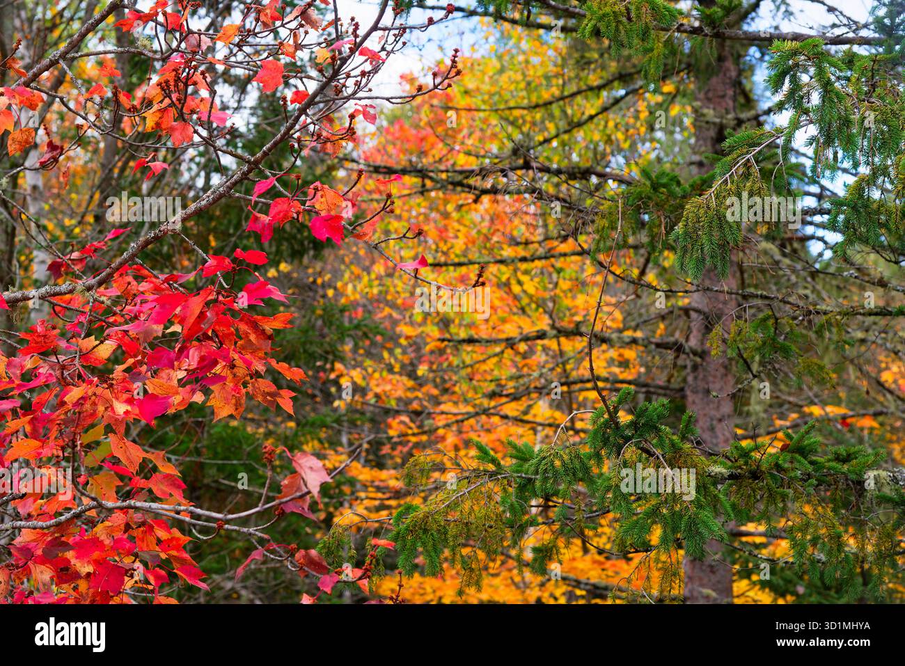 Les forêts du Québec en automne : un tableau de couleurs vivantes ...