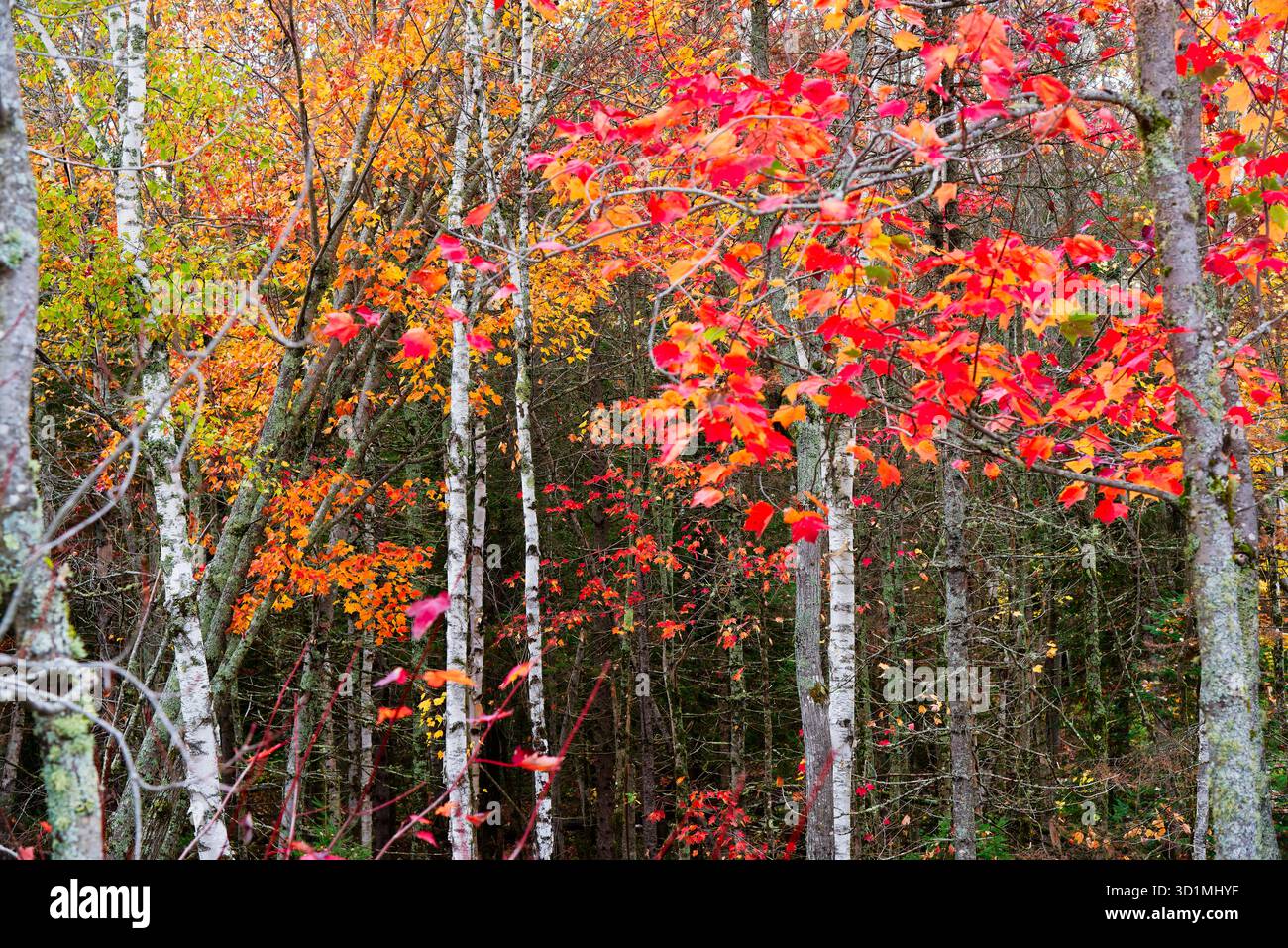 Les forêts du Québec en automne : un tableau de couleurs vivantes ...