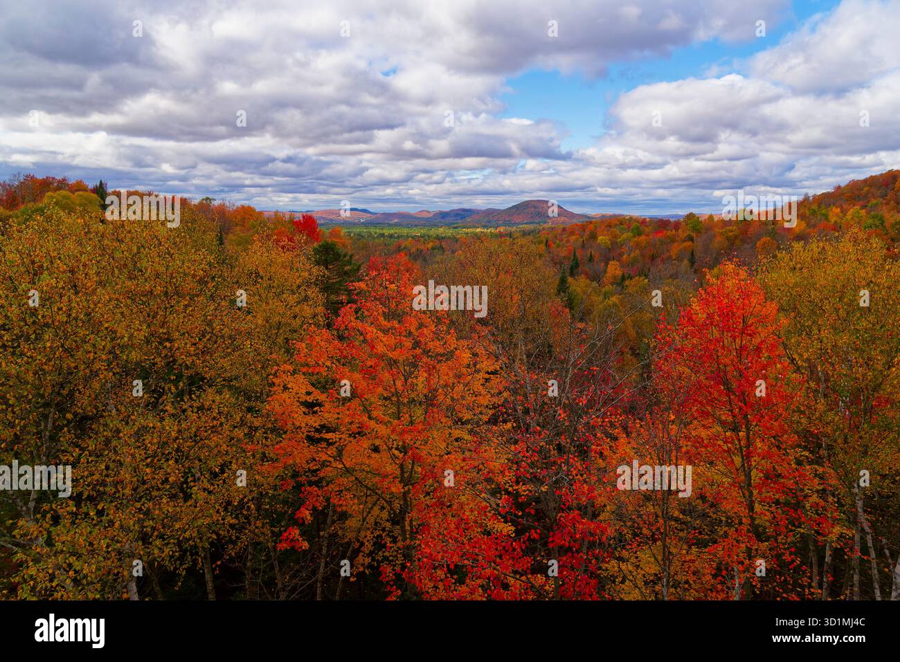 Les forêts du Québec en automne : un tableau de couleurs vivantes ...