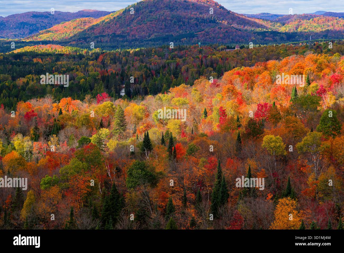 Les forêts du Québec en automne : un tableau de couleurs vivantes ...