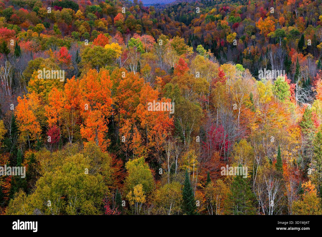 Les forêts du Québec en automne : un tableau de couleurs vivantes ...