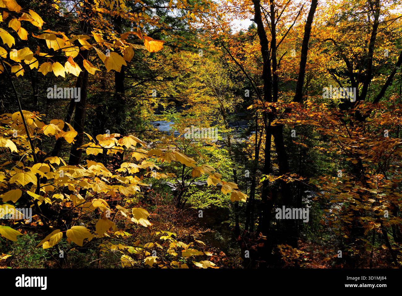 Les forêts du Québec en automne : un tableau de couleurs vivantes ...