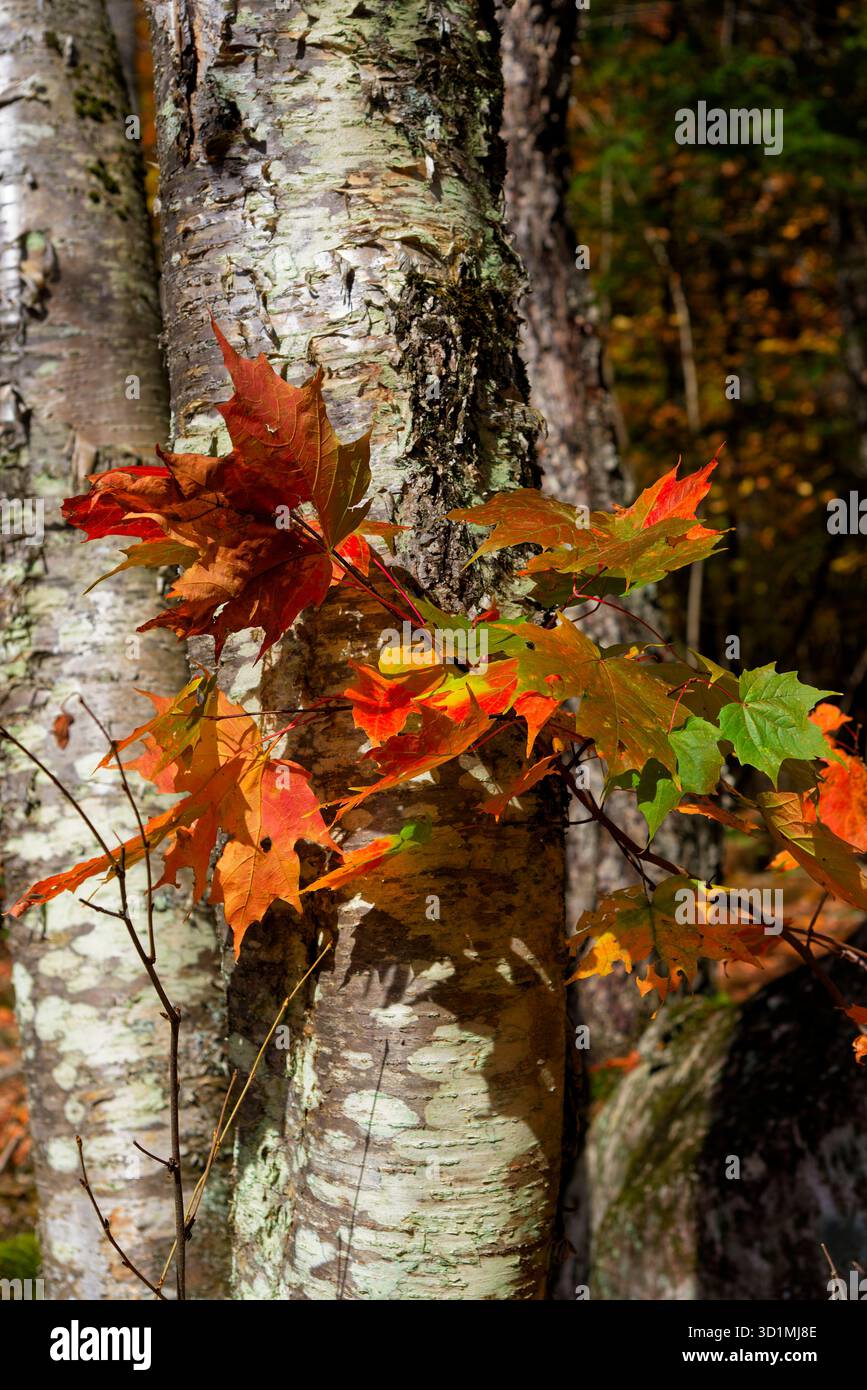 Les forêts du Québec en automne : un tableau de couleurs vivantes ...