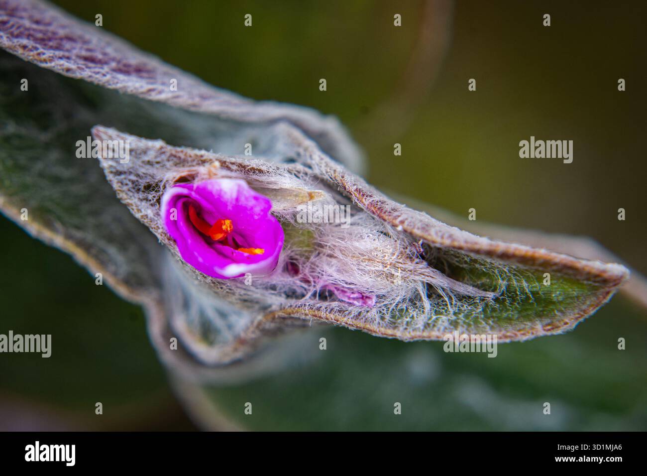 Tradescantia Sillamontana is a perennial evergreen herbaceous plant of ...