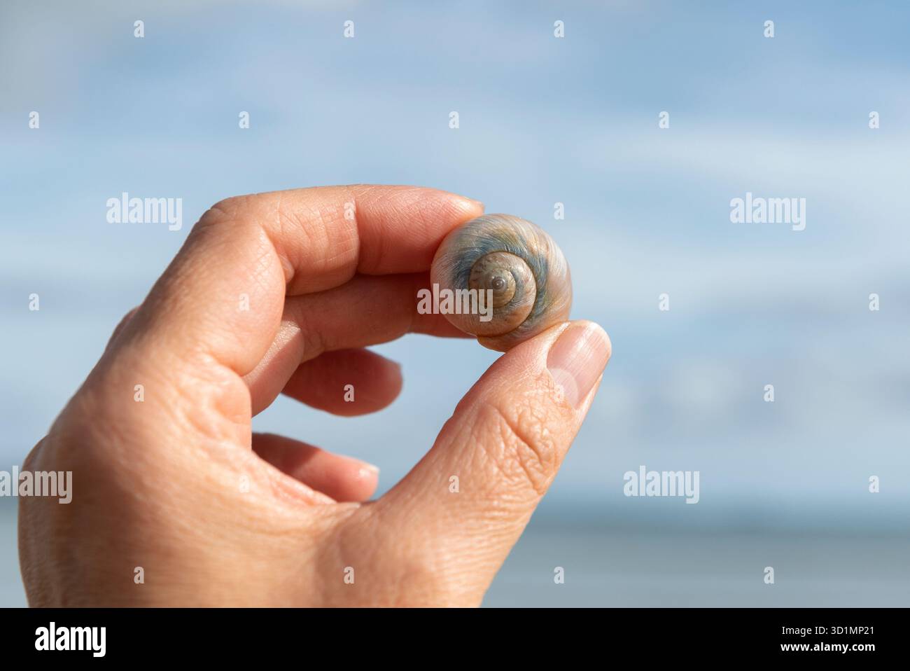 Holding moon snail shell hi-res stock photography and images - Alamy